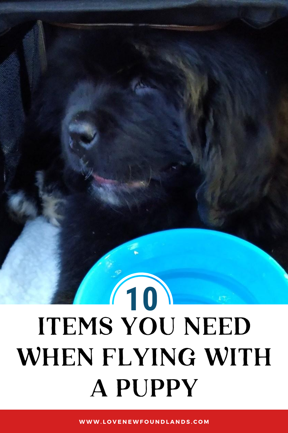Essential Items you Need when Flying with a Puppy - Love Newfoundlands