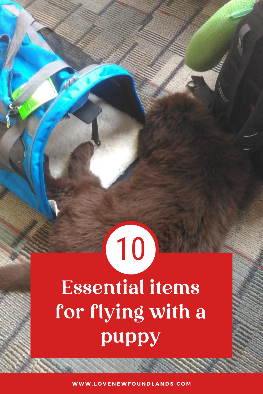 Essential Items you Need when Flying with a Puppy - Love Newfoundlands