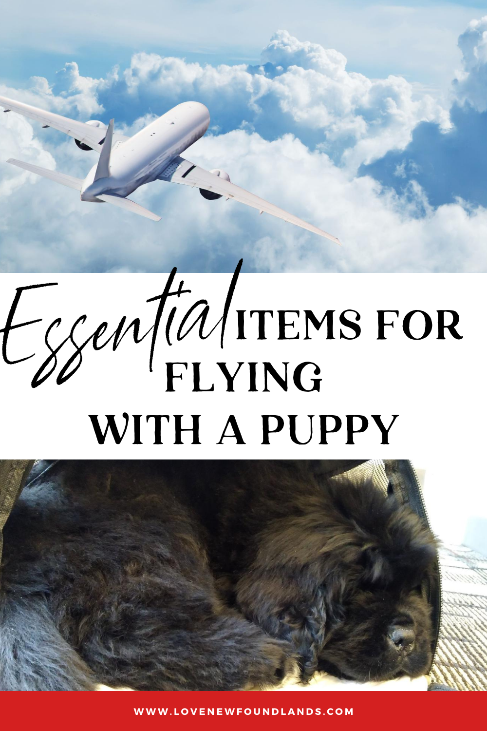 Essential Items you Need when Flying with a Puppy - Love Newfoundlands