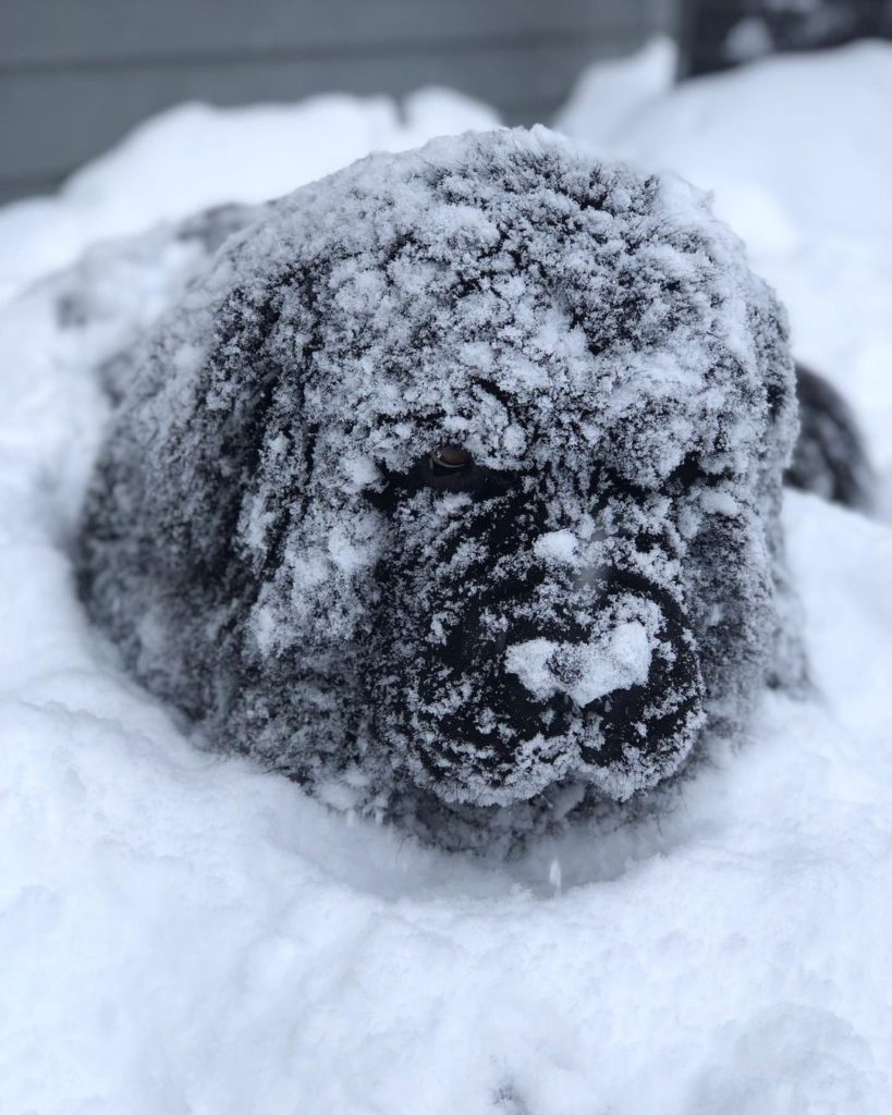 All About the Brown Newfoundland Dog - Love Newfoundlands