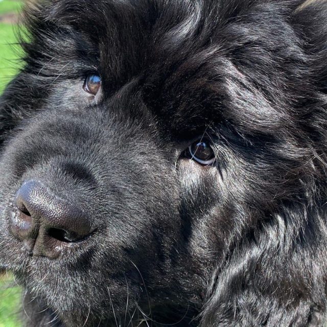 National Newfoundland Dog Day - Love Newfoundlands