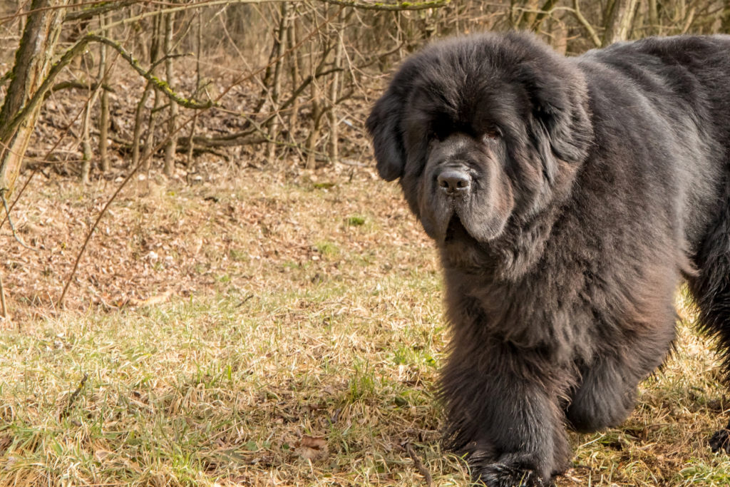 All About the Brown Newfoundland Dog - Love Newfoundlands