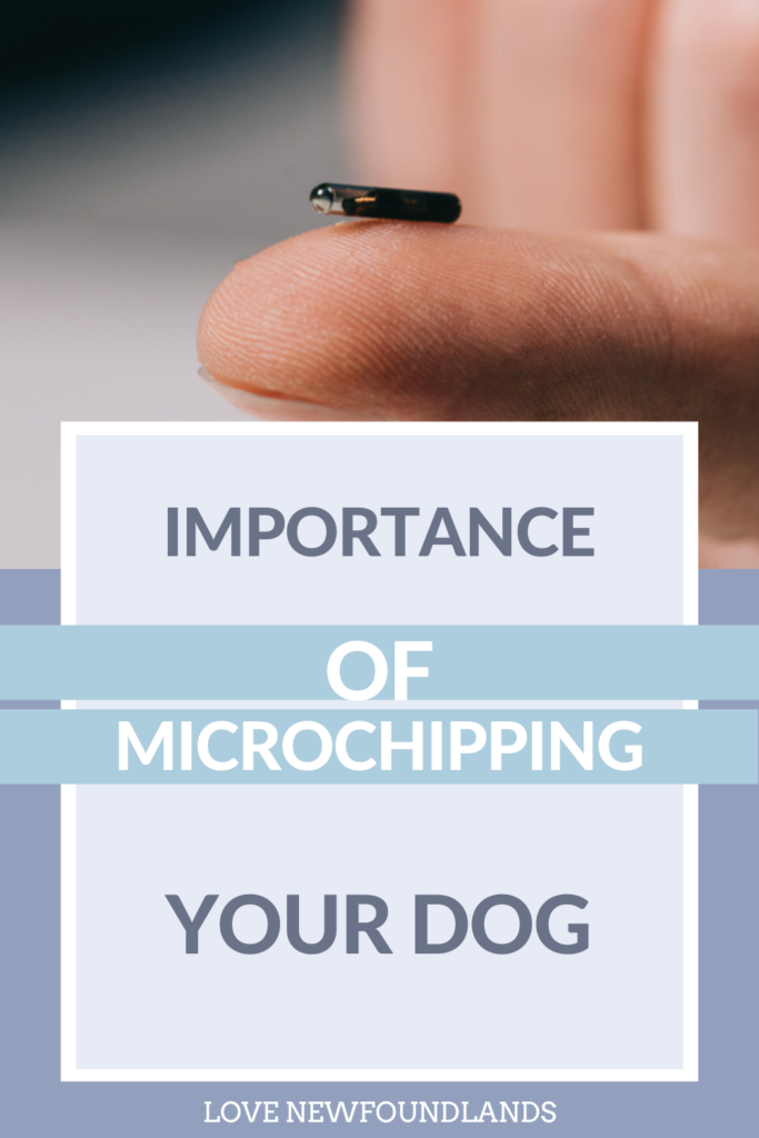 The Importance of Microchipping your Dog - Love Newfoundlands