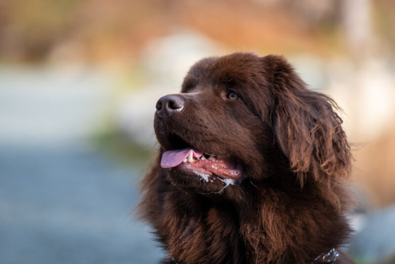 The Slobber Squad: Do All Newfoundlands Drool or is it Just a Myth ...