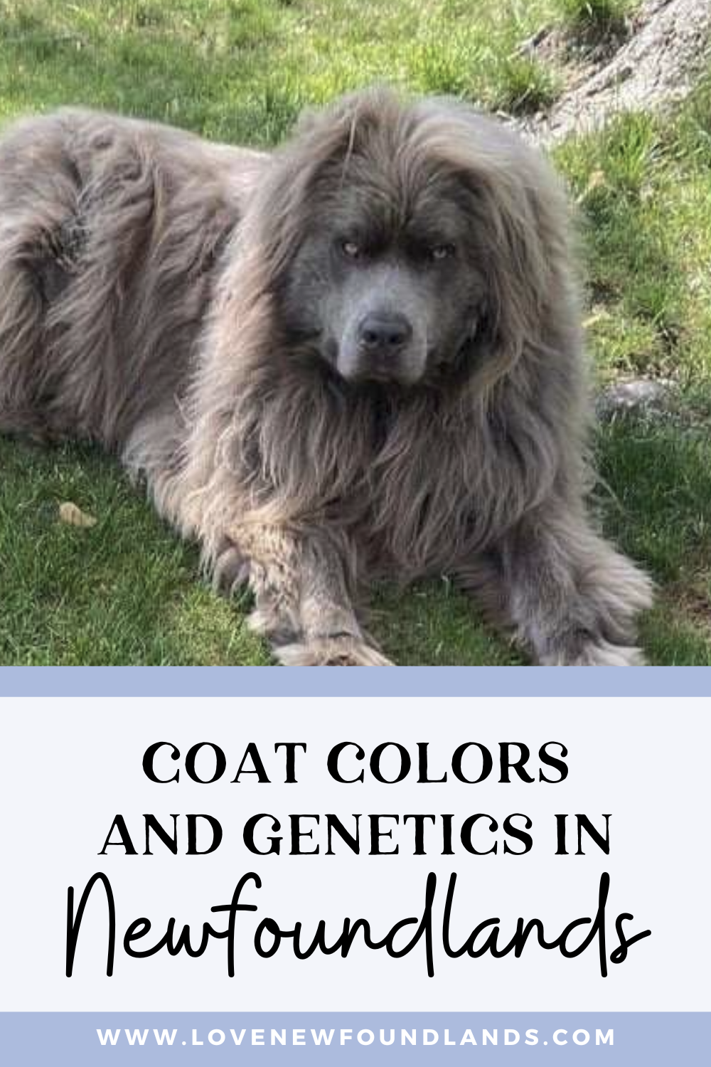 Color Genetics in Newfoundland Dogs - Love Newfoundlands