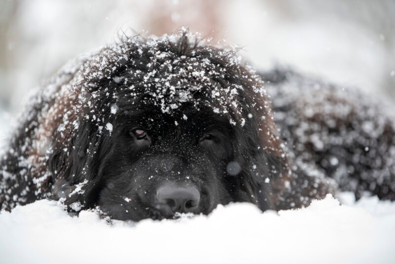 All About the Brown Newfoundland Dog - Love Newfoundlands