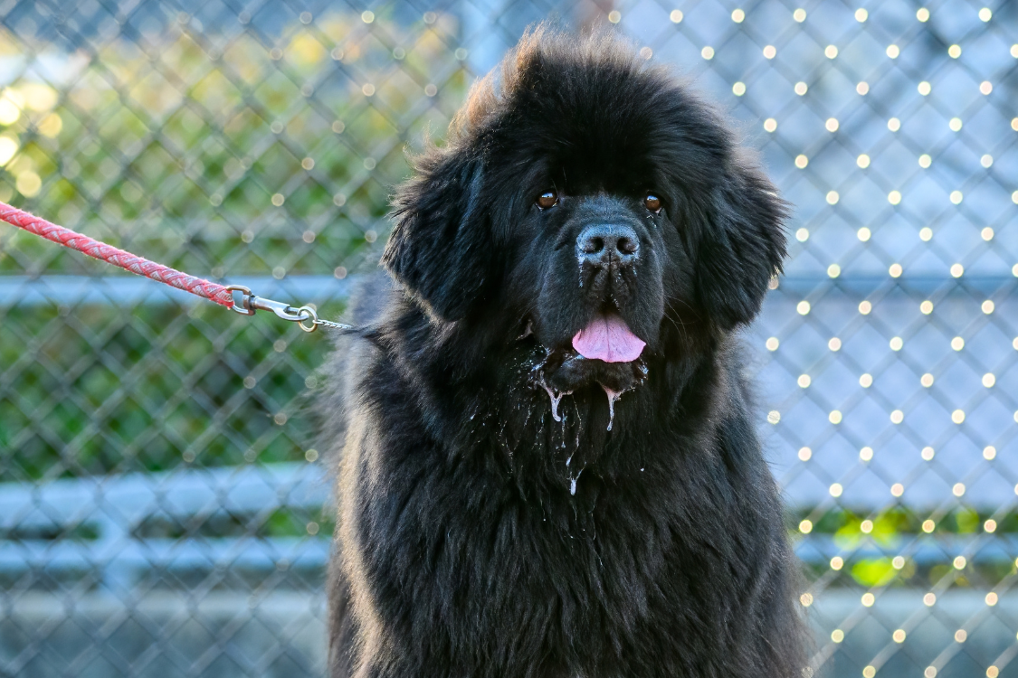 So You Think You Want a Newfoundland - Love Newfoundlands