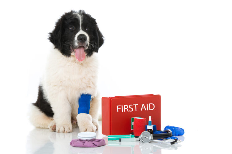 How to Create a First Aid Kit for Dogs - Love Newfoundlands