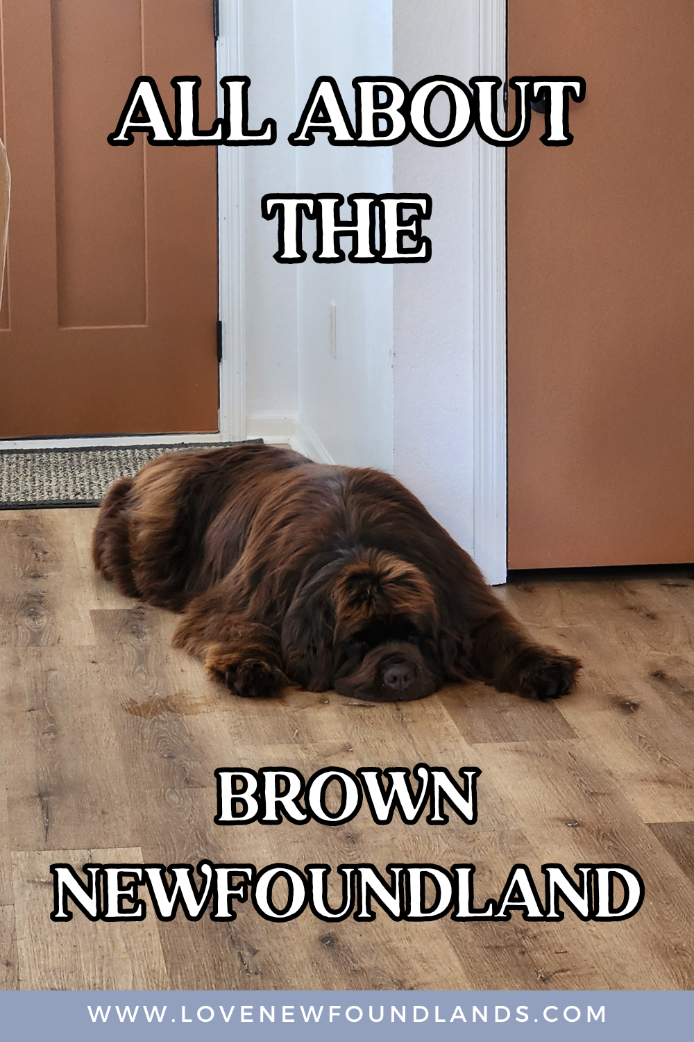 All About the Brown Newfoundland Dog - Love Newfoundlands