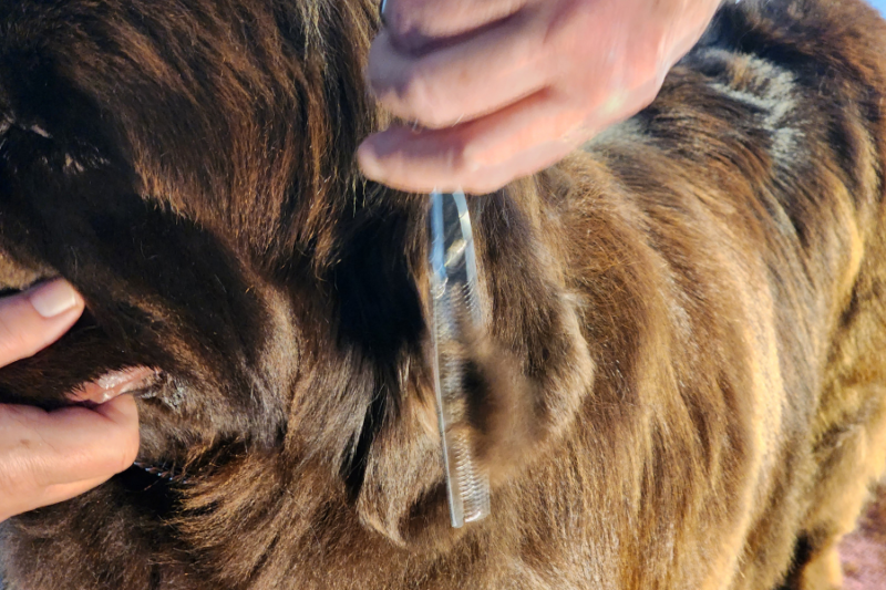 All About the Brown Newfoundland Dog - Love Newfoundlands